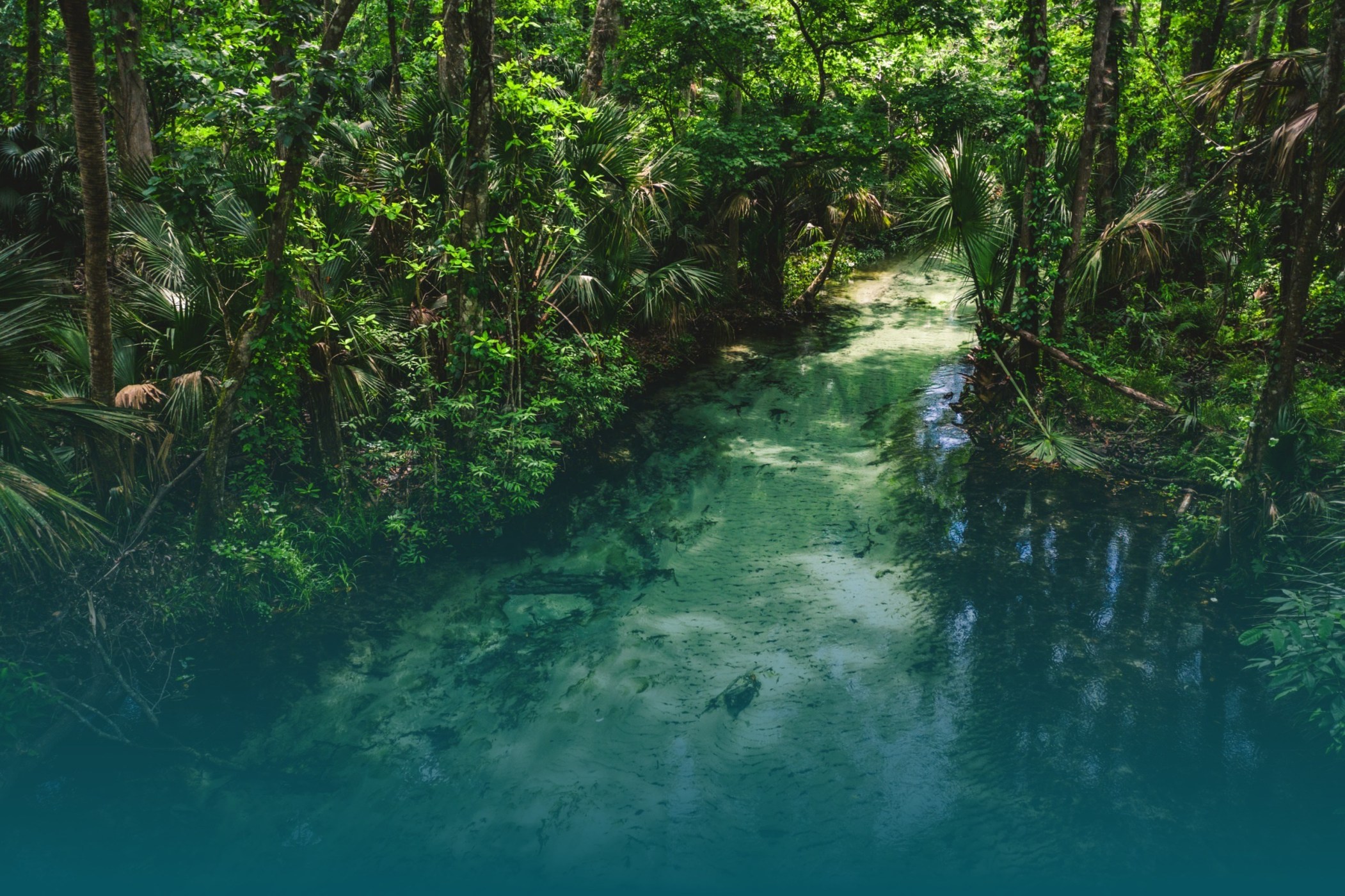 Springs in Florida – The Ultimate Guide to Springs in Florida
