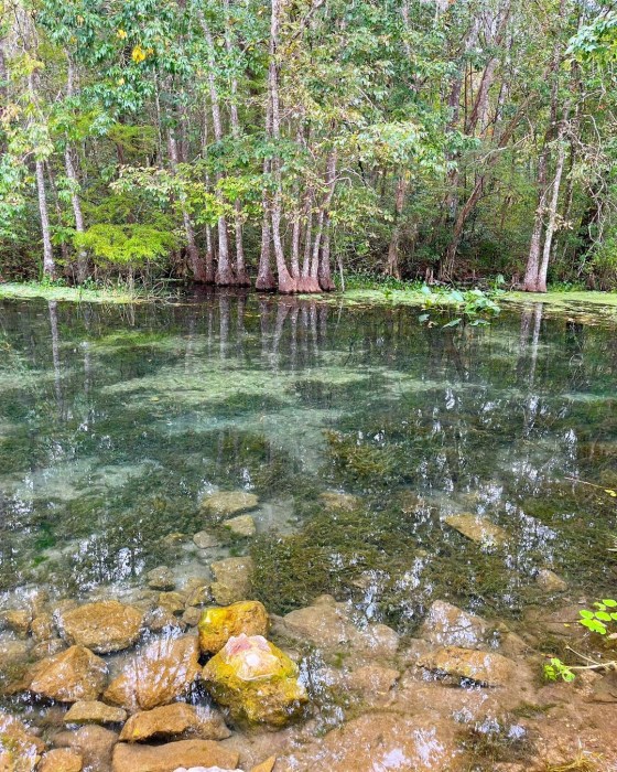 Things to do in Wacissa Springs – Springs in Florida