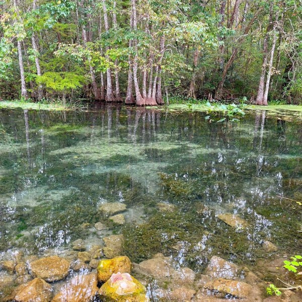 Things to do in Wacissa Springs – Springs in Florida